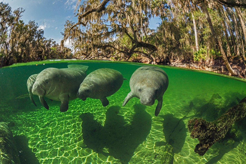 7 Extraordinary Manatee Facts (Part 1) - Kobee Manatee