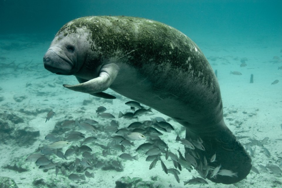 7 Extraordinary Manatee Facts (Part 2) - Kobee Manatee