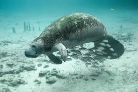Manatees Spotted in the Harris Chain of Lakes! - Kobee Manatee