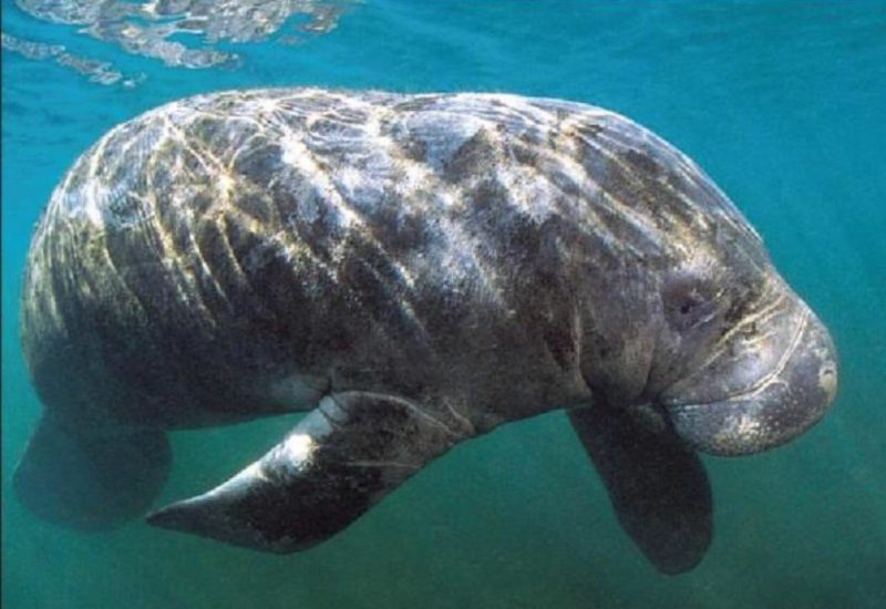 Manatee Trivia (Part 4)! - Kobee Manatee