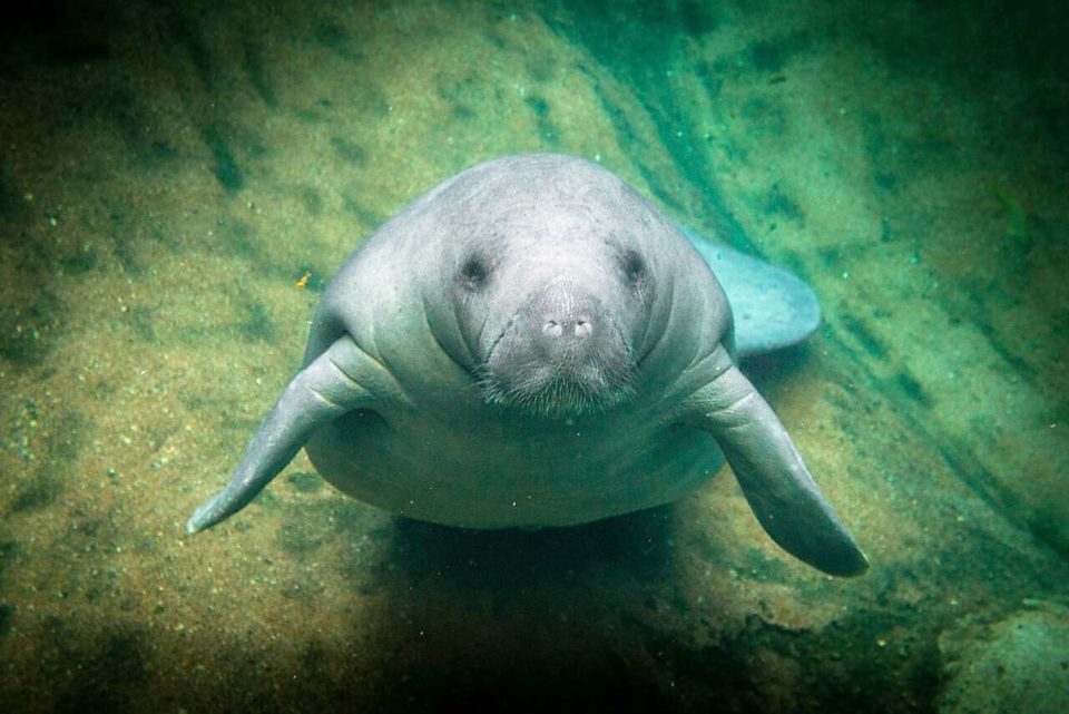 Columbus Zoo Rehab Welcomes Goober the Manatee! - Kobee Manatee