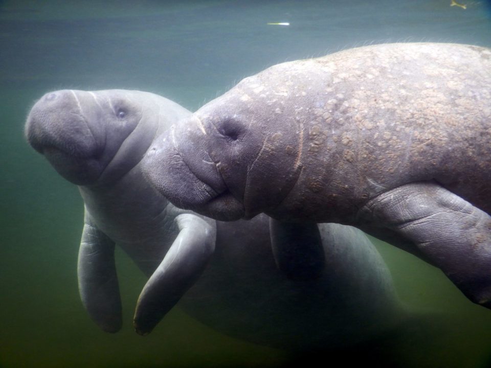 12 Awesome Manatee Facts! - Kobee Manatee