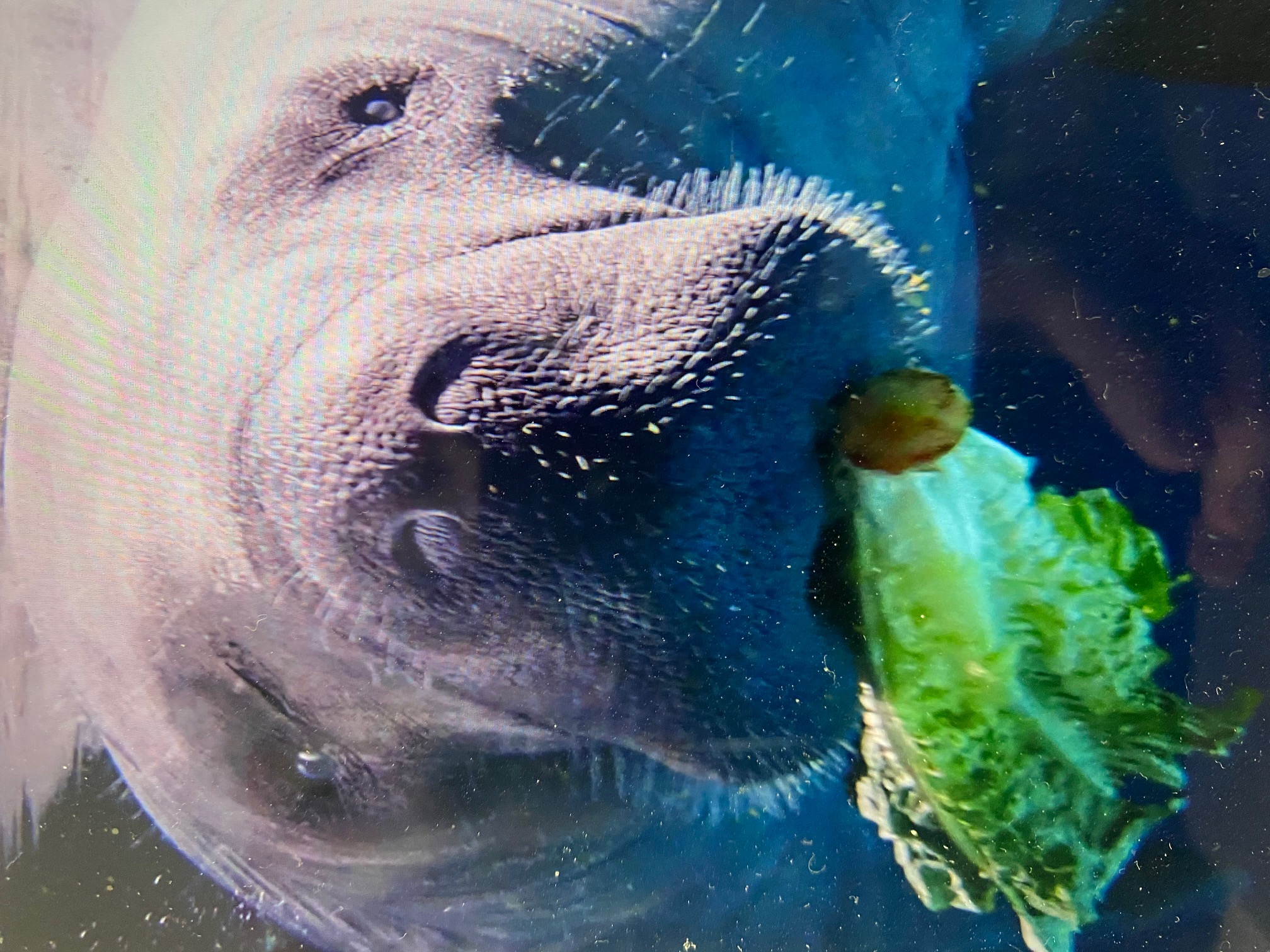 See Manatees at Walt Disney Resort! - Kobee Manatee