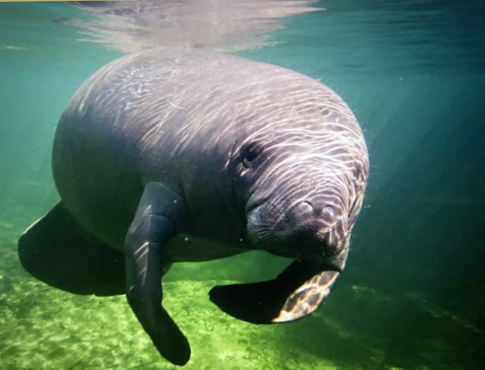 November is “Manatee Awareness” Month! - Kobee Manatee