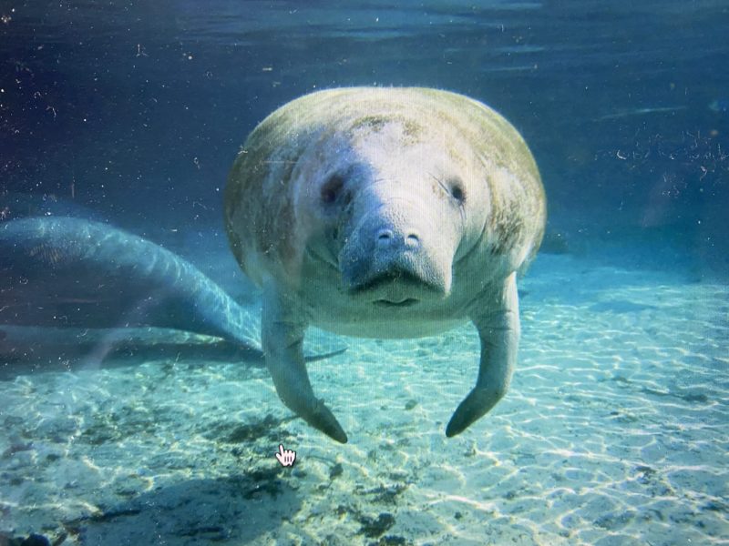 Fossils Show Ice Age Manatees lived in Texas! - Kobee Manatee