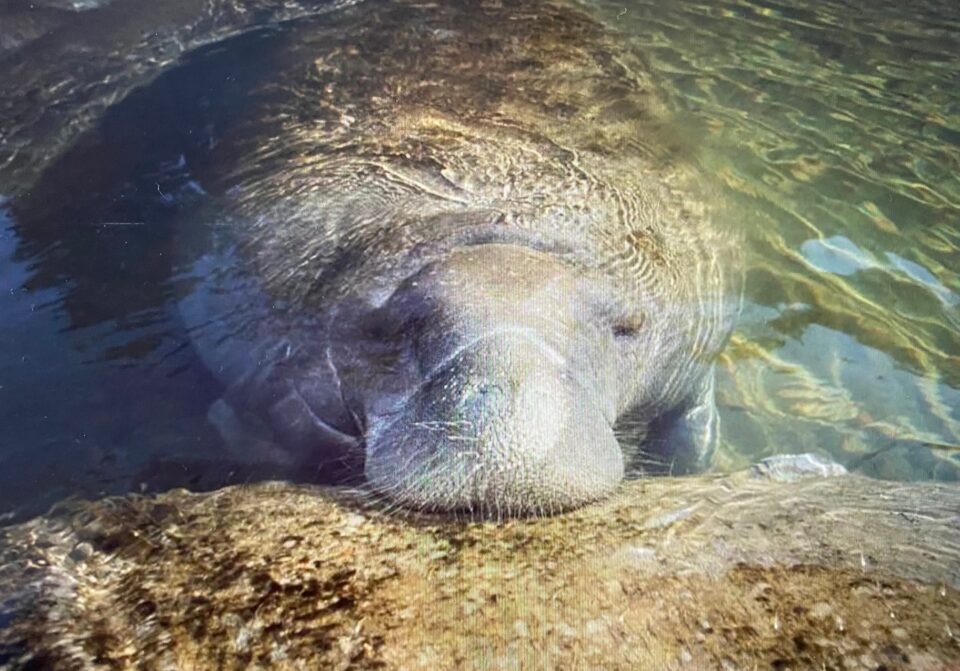 Manatee Awareness Month – Manatee Facts! - Kobee Manatee