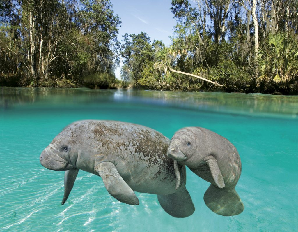 Cold Stress Kills Several Manatees - Kobee Manatee